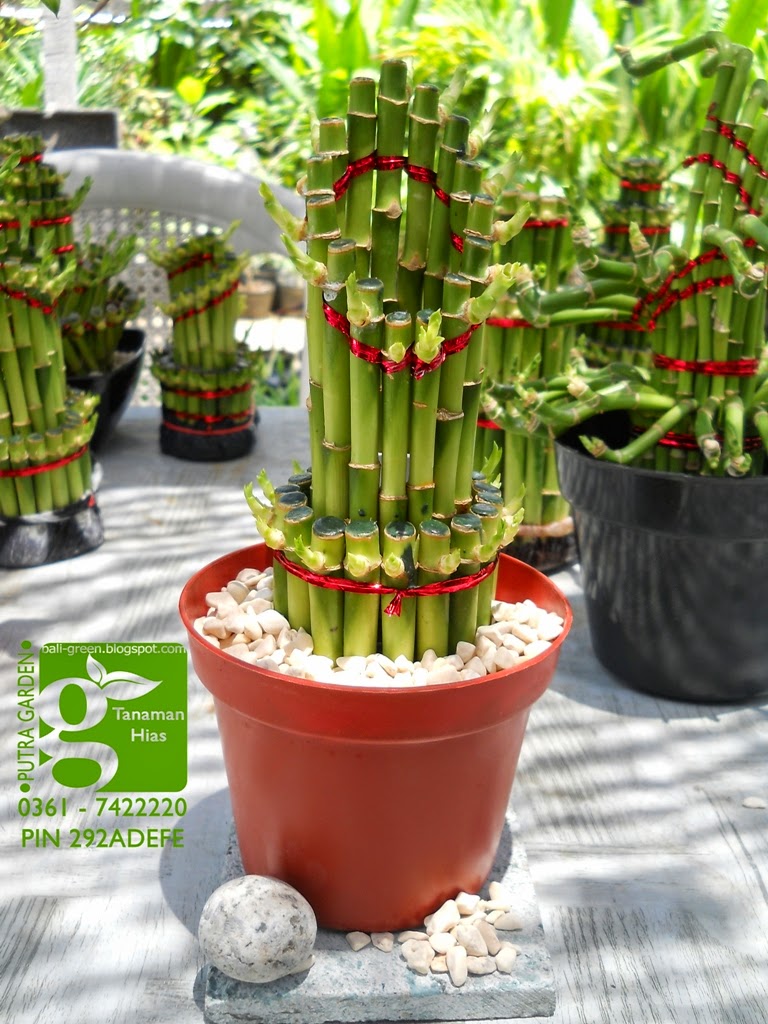 PUTRA GARDEN BALI: Distributor Tanaman Bambu Rejeki / Lucky Bamboo di Bali