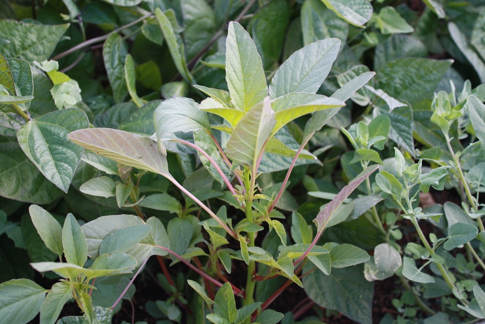 The Edible Garden: Garden Tour