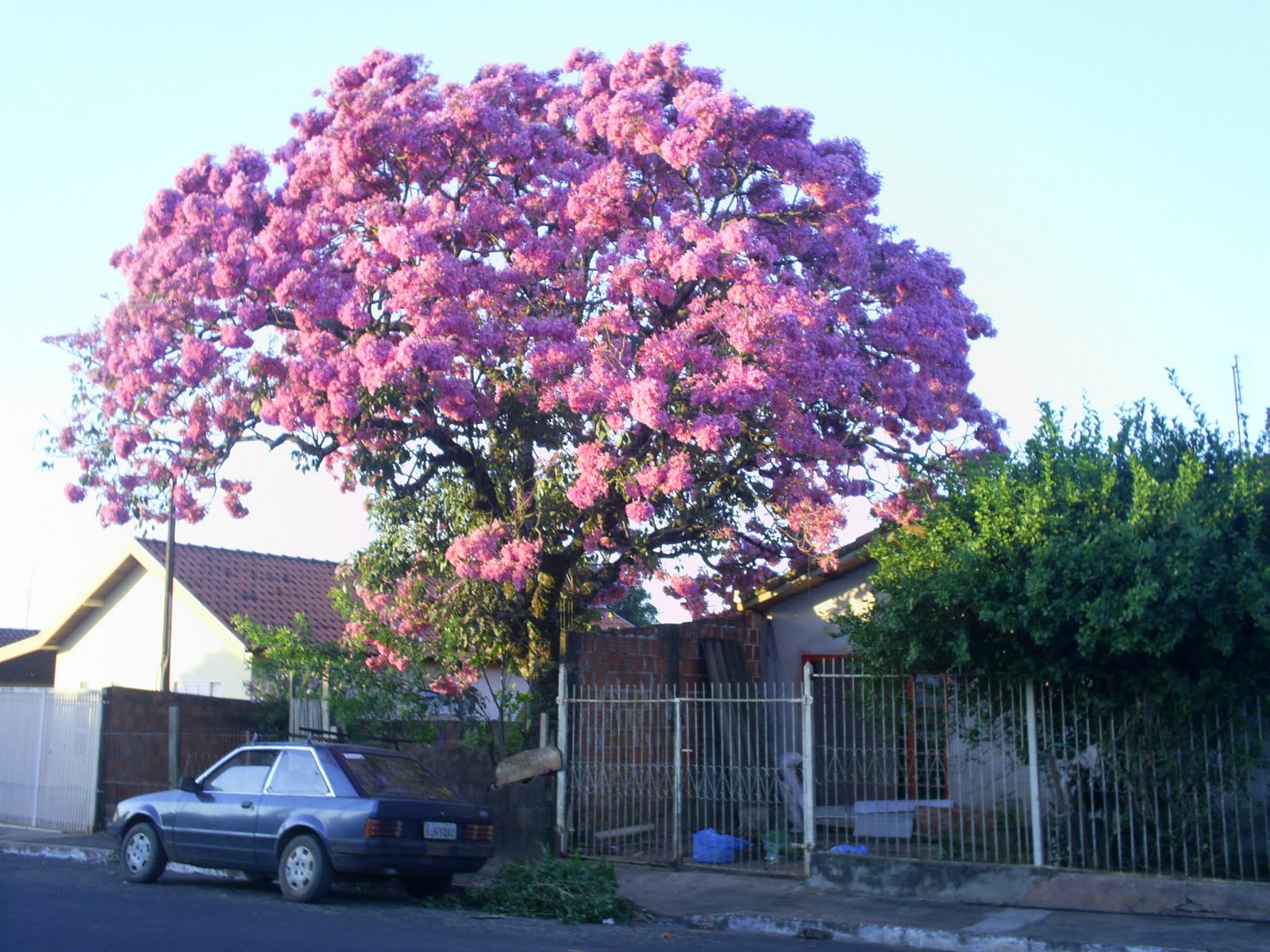 MISTURADAS DICAS: DICAS: Plantando Ipês