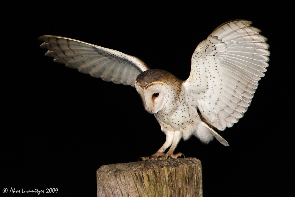 Bits n Bobs: Owl Research and Old Spice