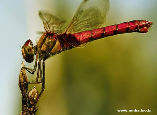 LIBÉLUAS | Conectado na Bio (beta)