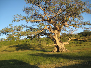 Zannerpalooza: Just Tree It