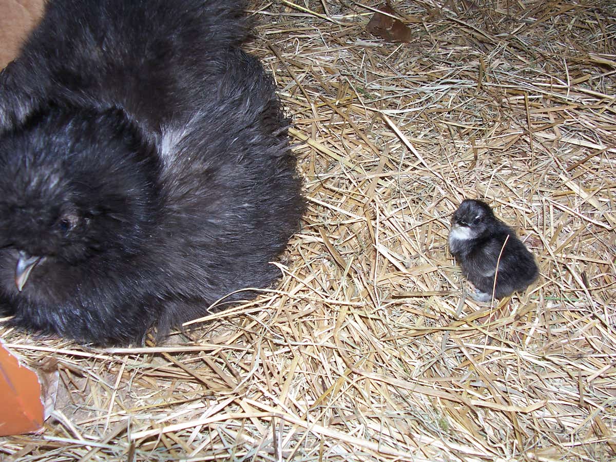 Krazo Acres: Guess What? Chicken Butt!