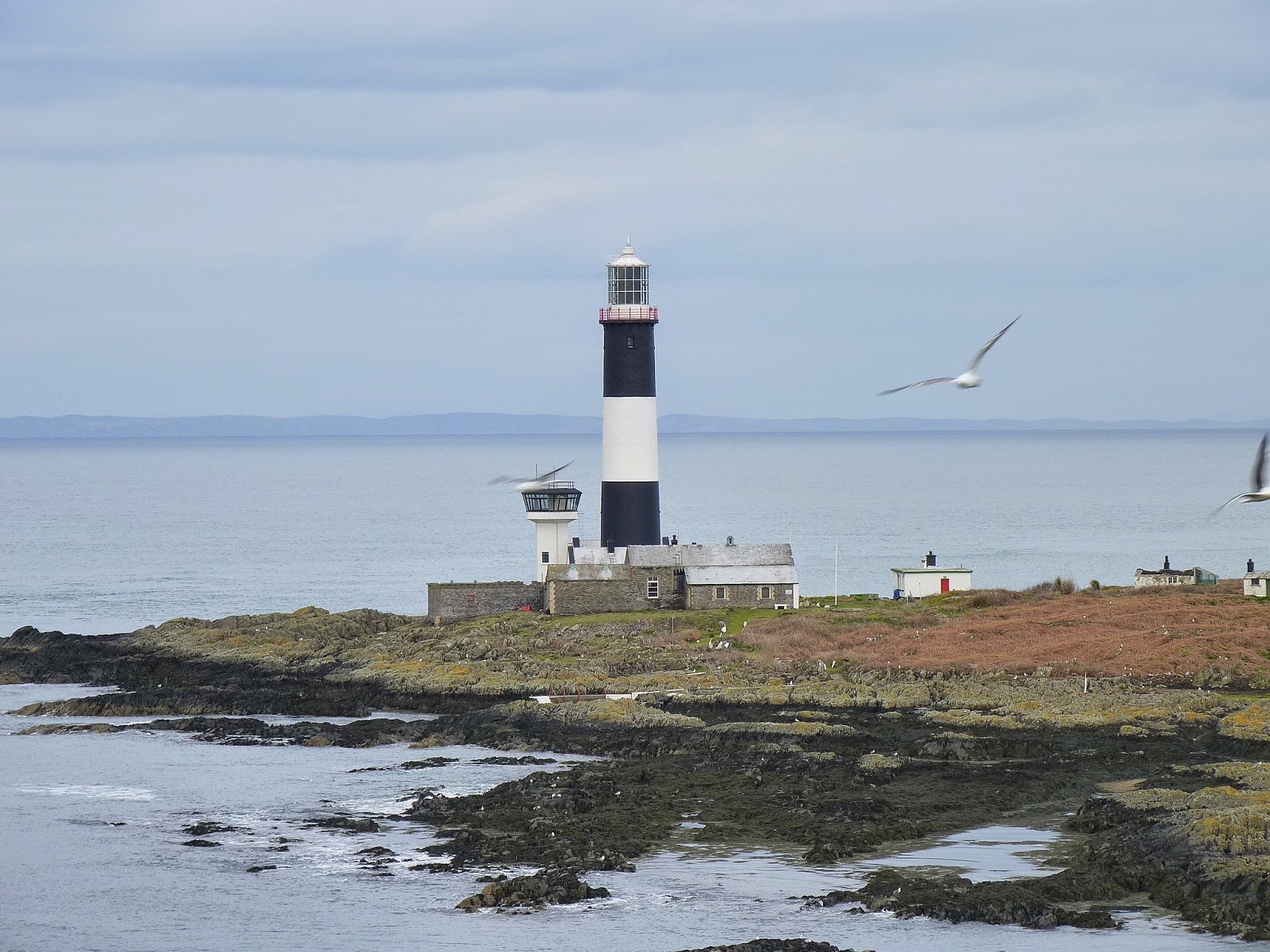 Birding For Pleasure: First Evening on Copeland Bird Observatory Island