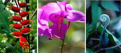 turismo en PERU - tourism PERU: FLORA Y FRUTAS