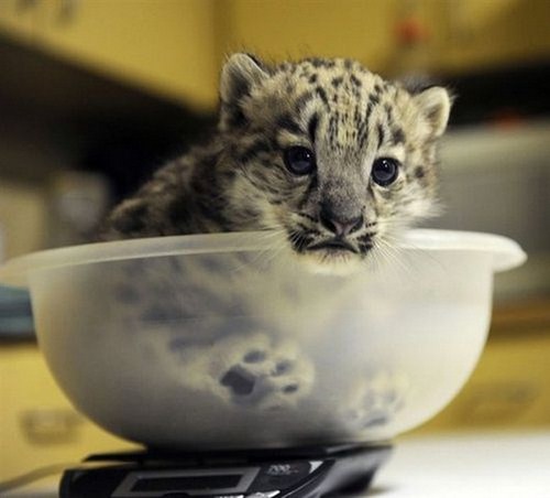 Welcome to FunnyDust: Cub Snow Leopard (5 Pics)
