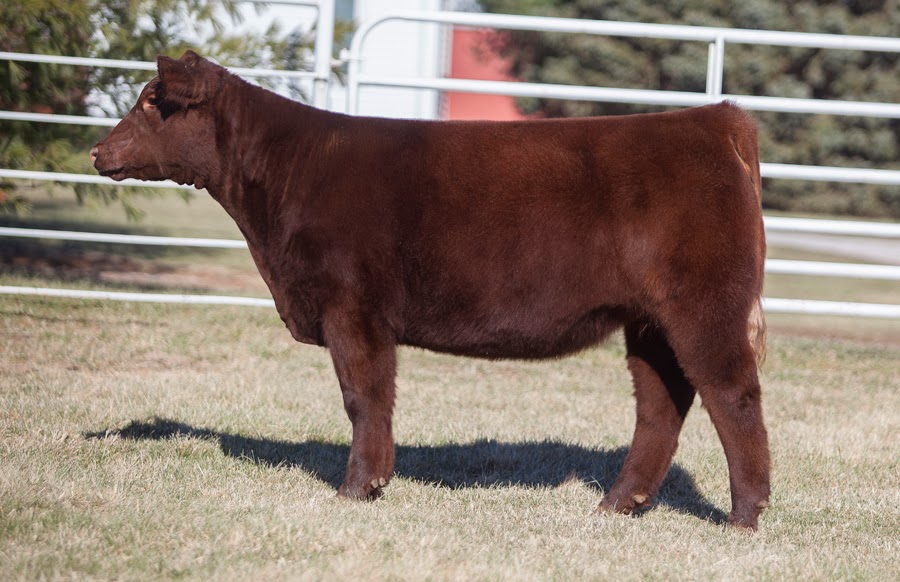 RCC Blog: Calves Selling at Curran Cattle Promotions