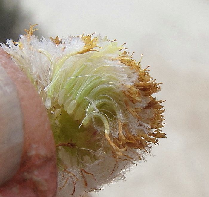 Esperance Wildflowers: Asteridea chaetopoda – Gypsum Daisy
