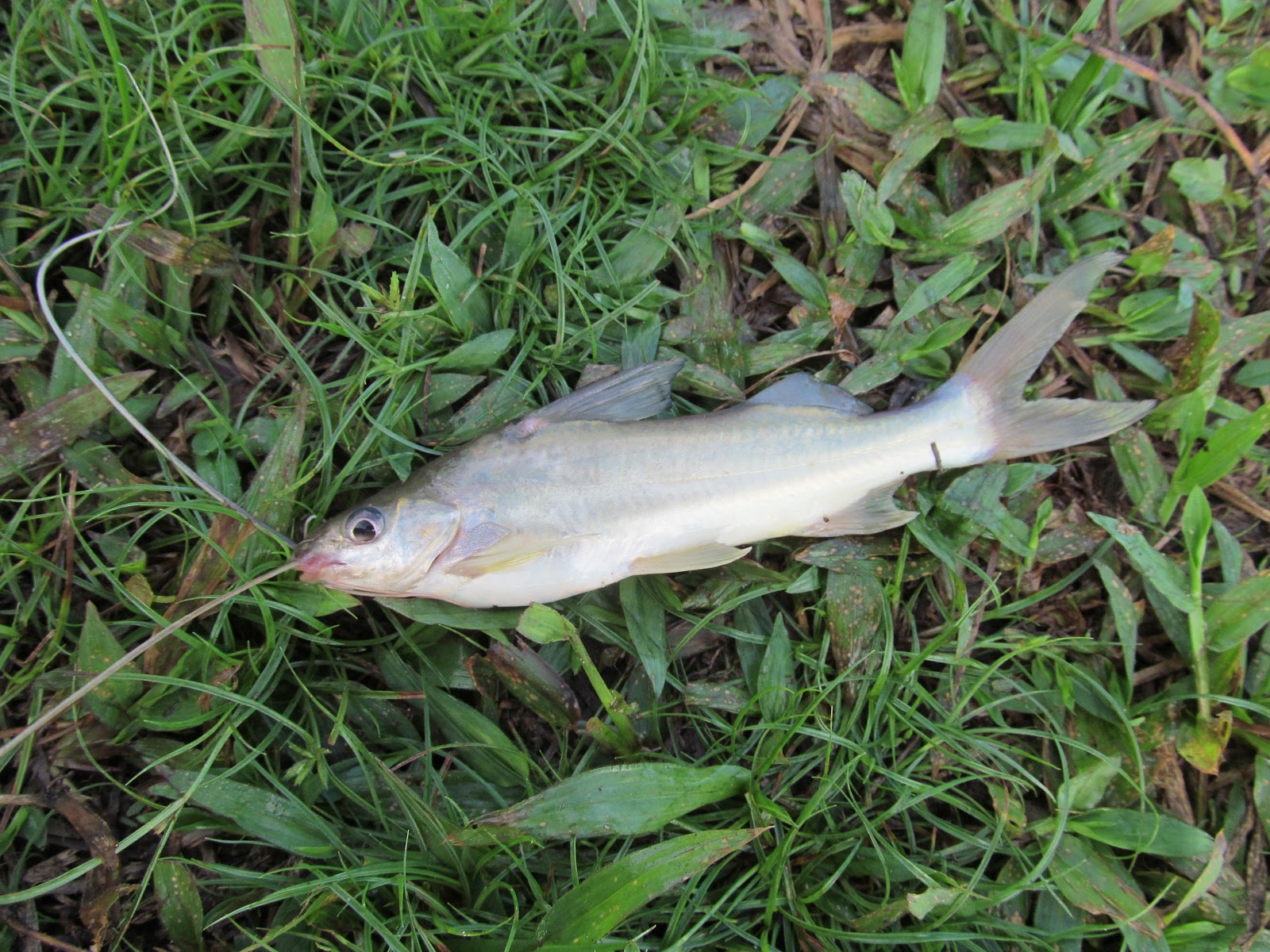 Espacio de Pesca: Pesca de comelon (moino) y nicuro (bagre) en el caño ...