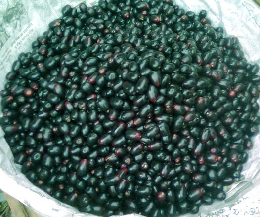 We love Our Bangladesh: Jambul(Jaam/Jam/Kalojaam) is one of the ...