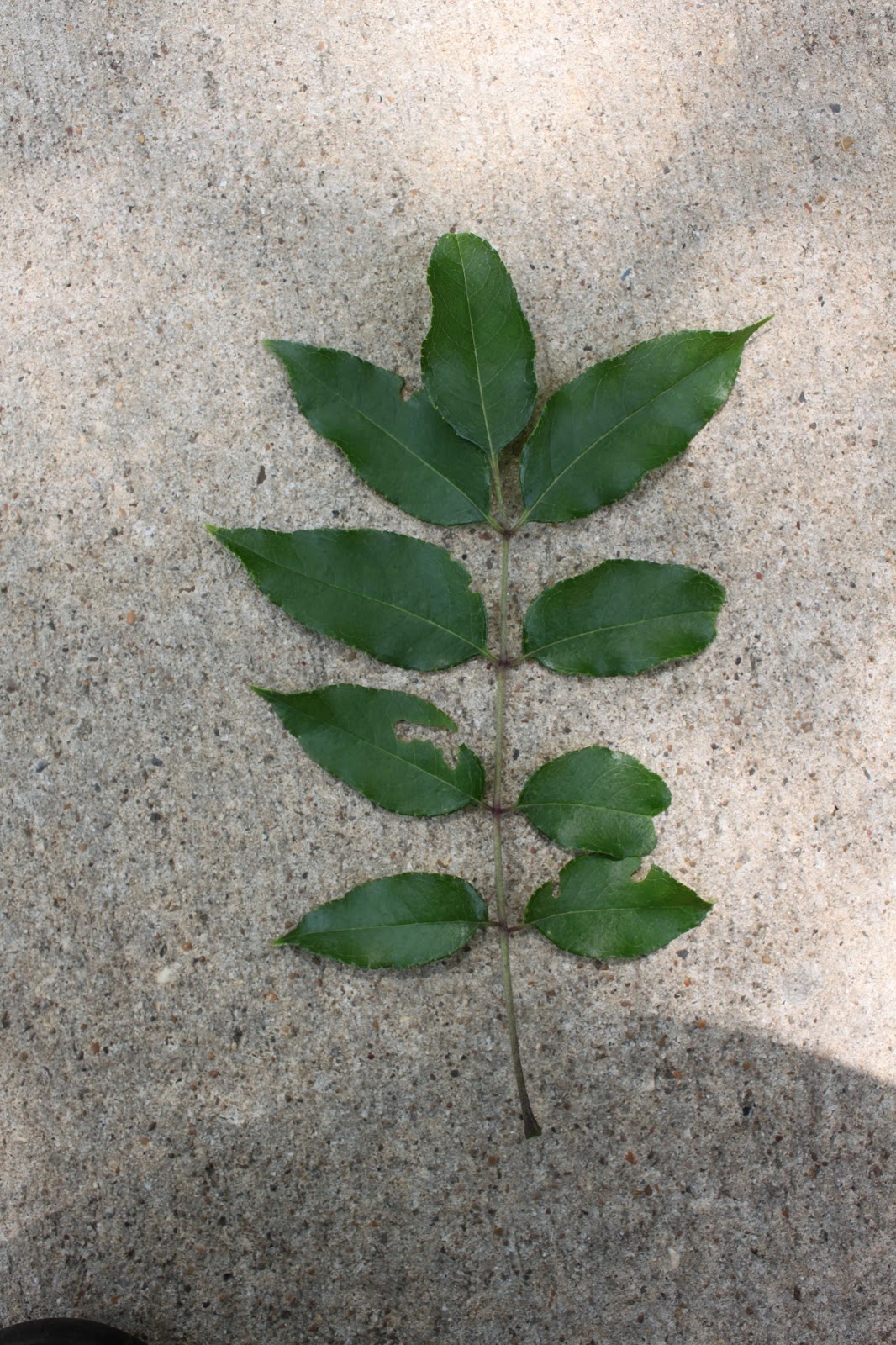 Centenary College Arboretum: Tree of the Week: Toothache Tree ...