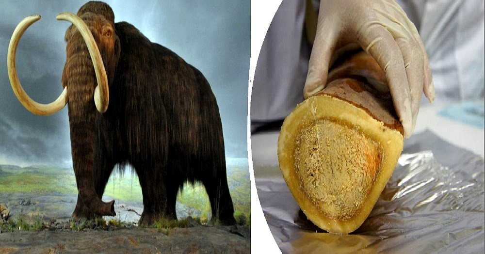 Woolly Mammoth Will Be Back From Extinction Within Two Years Say Harvard Scientists