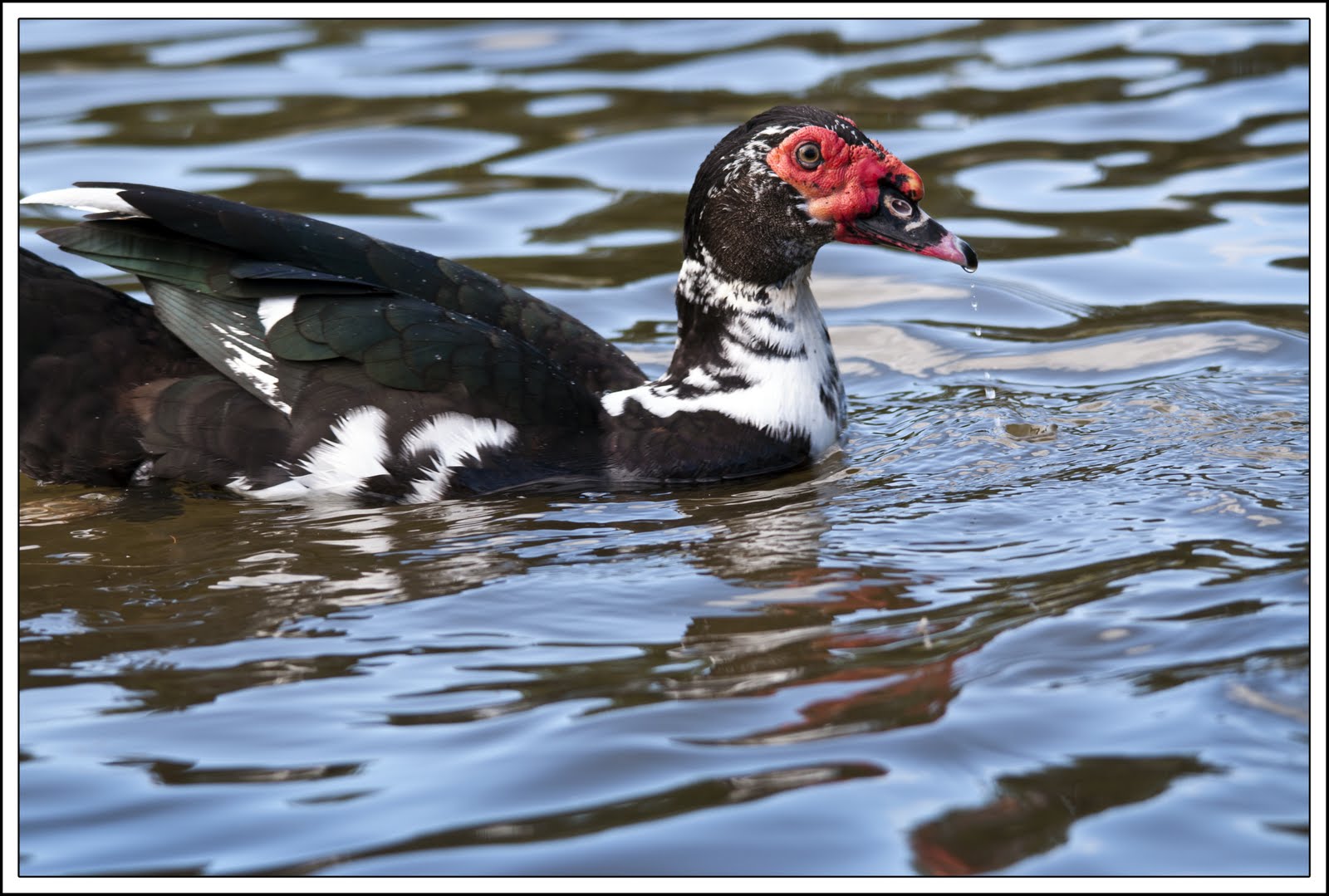 Rainbow Photography: Gympie Duck Ponds