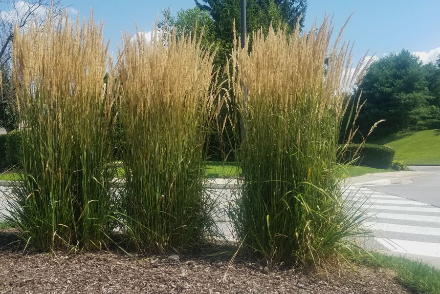 Future Plants by Randy Stewart: Feather Reed Grass