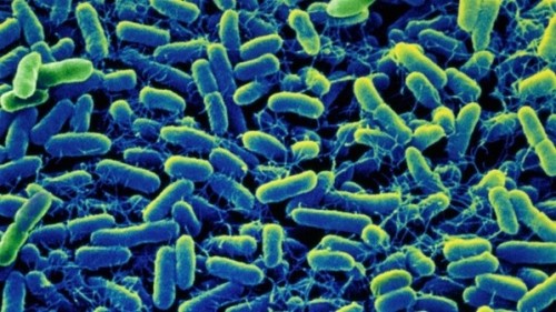 NOXAS Y ENFERMEDADES: ¿Qué son las noxas?