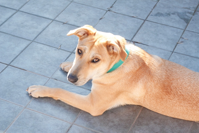 Adoptándonos: Mía, divina perra de color crema tamaño mediano en adopción