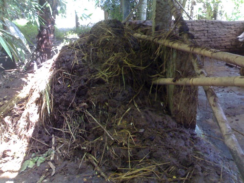 Cara Pembuatan Kompos untuk Pertanian | Saraswati Update