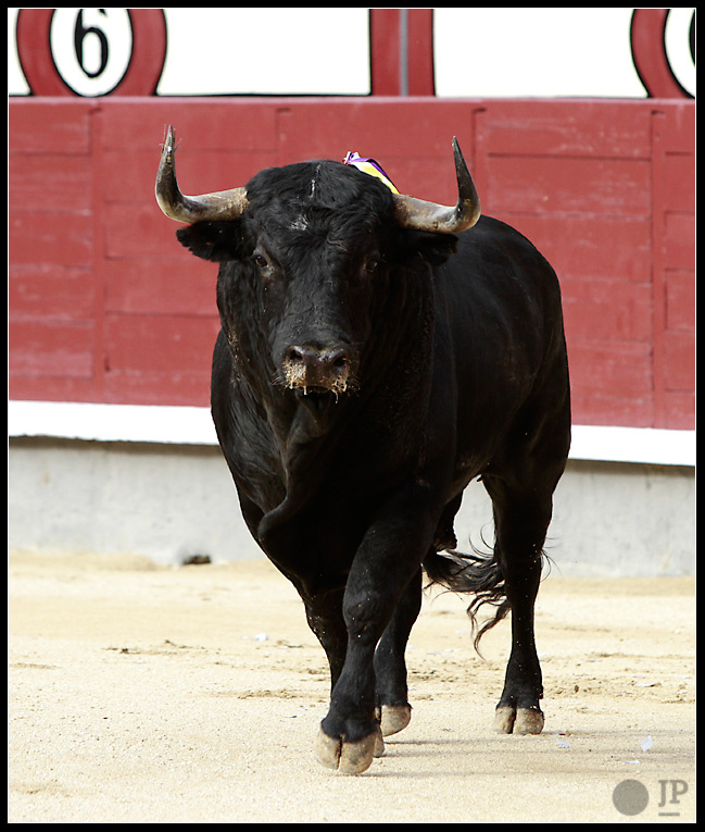 El Paseillo: CUADRI: SEIS DÉCADAS EN MADRID
