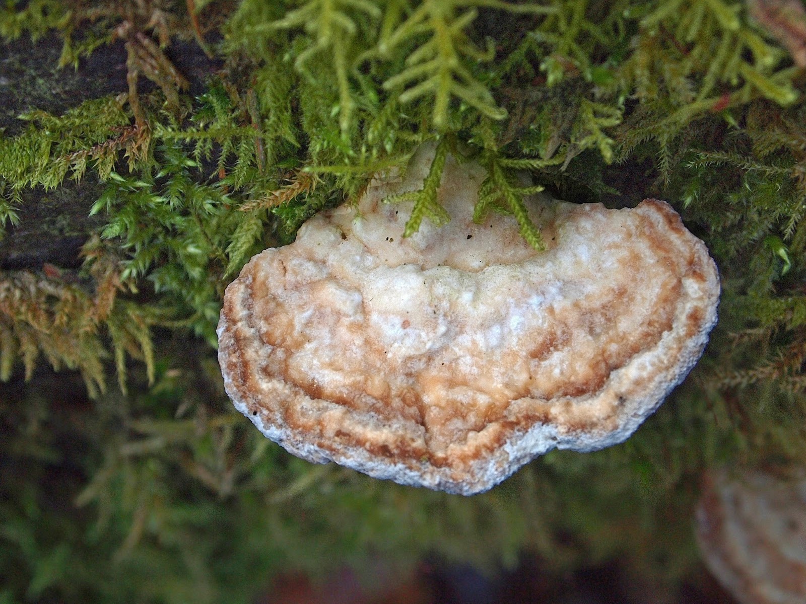 Calderdale Fungi - Halifax Scientific Society - Mycology Section ...