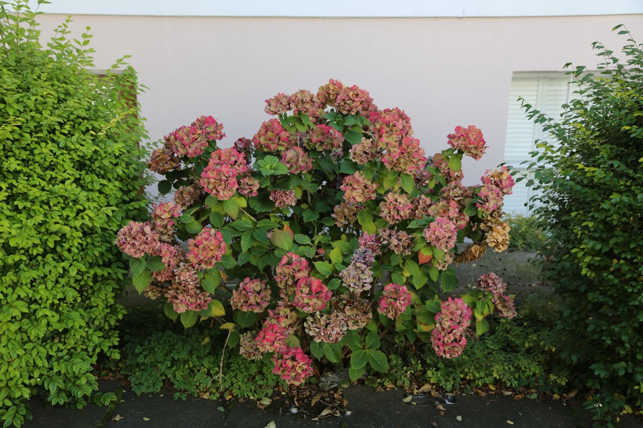 Shadows & Light: Autumn Hydrangea