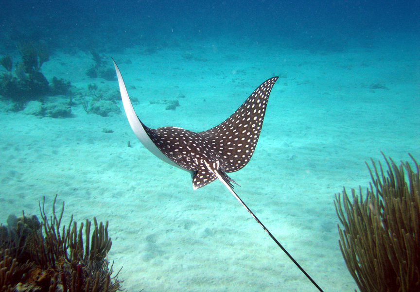 Stingray Under Water Marine Park ~ planetanimalzone