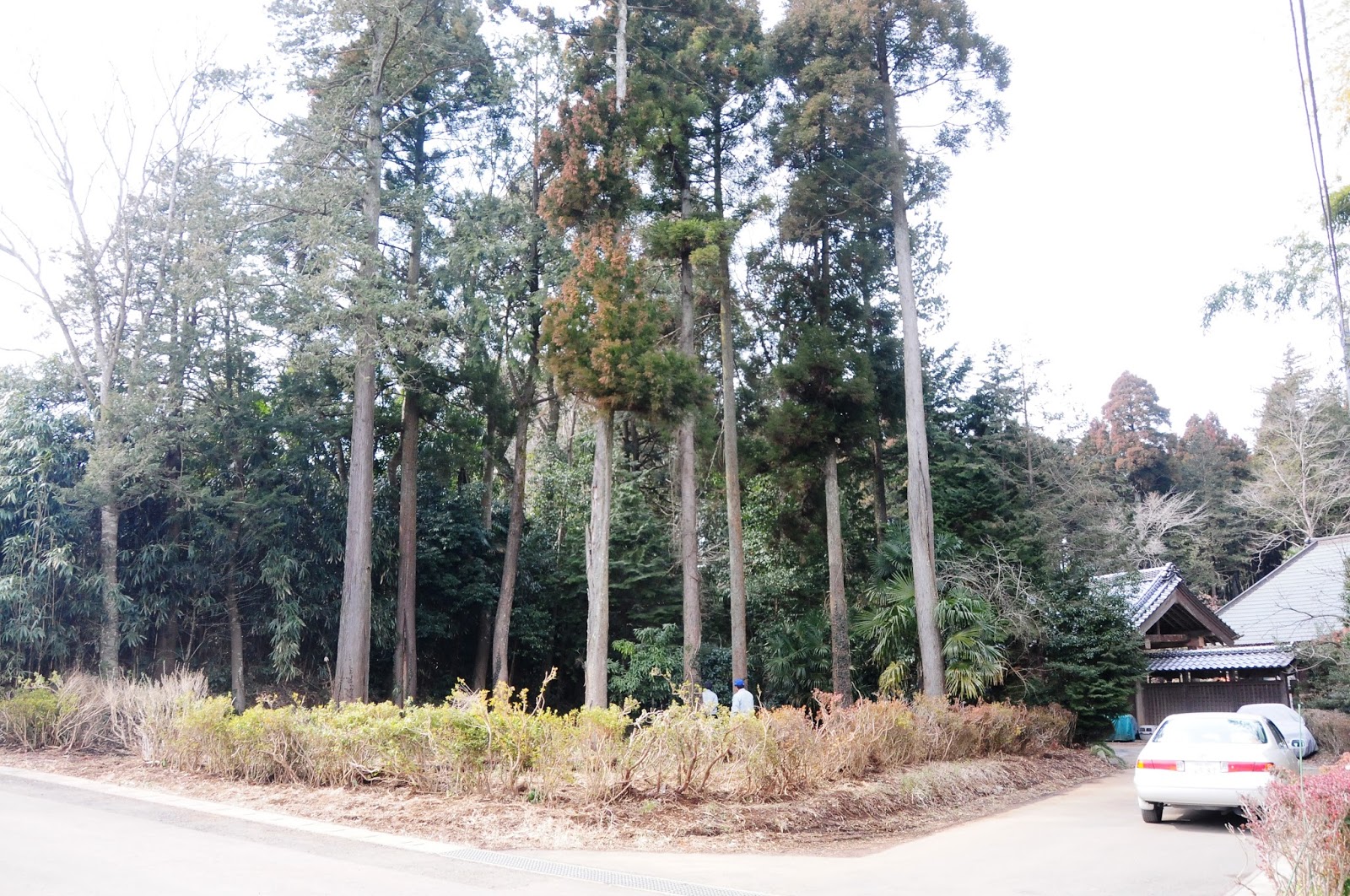 Our Japanese Eco-Kominka: East Side Tree felling in February 2013.