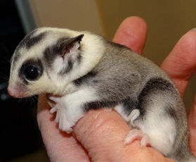 EL PTAURO DEL AZUCAR: TIPOS DE PETAURO