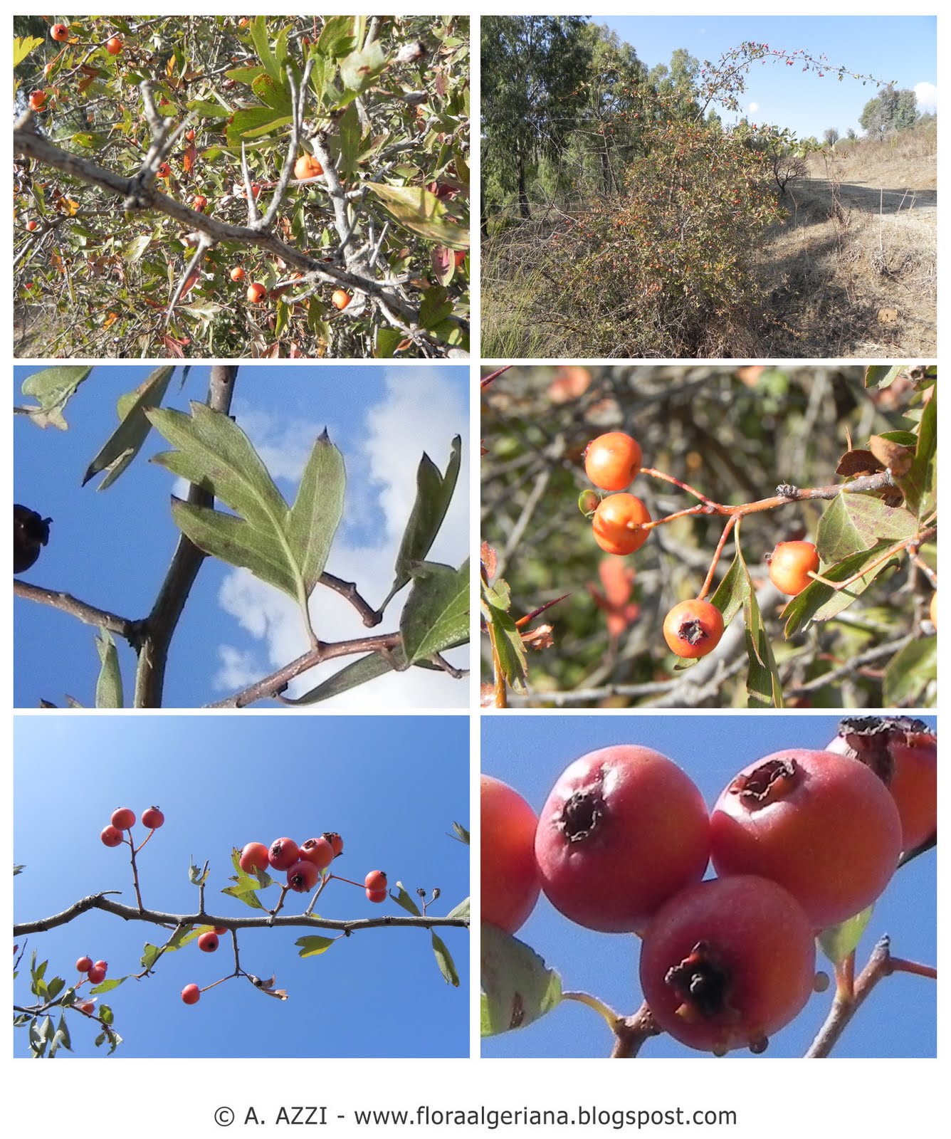 Flora Algeriana: 00093-20111024; Sc : Crataegus azarolus; En : Azarole ...