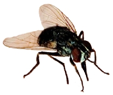 BERNE (Dermatobia hominis)