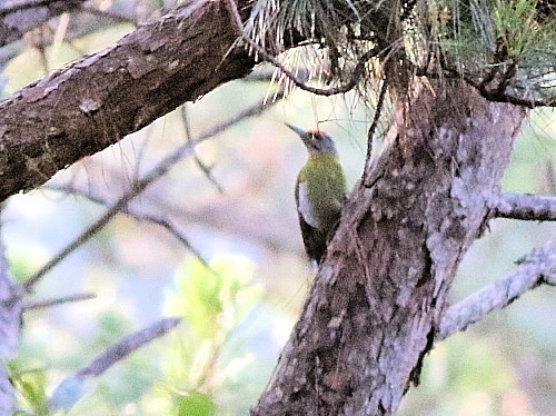 Birding North Unst: 25th February 2017 Mount Lang Biang