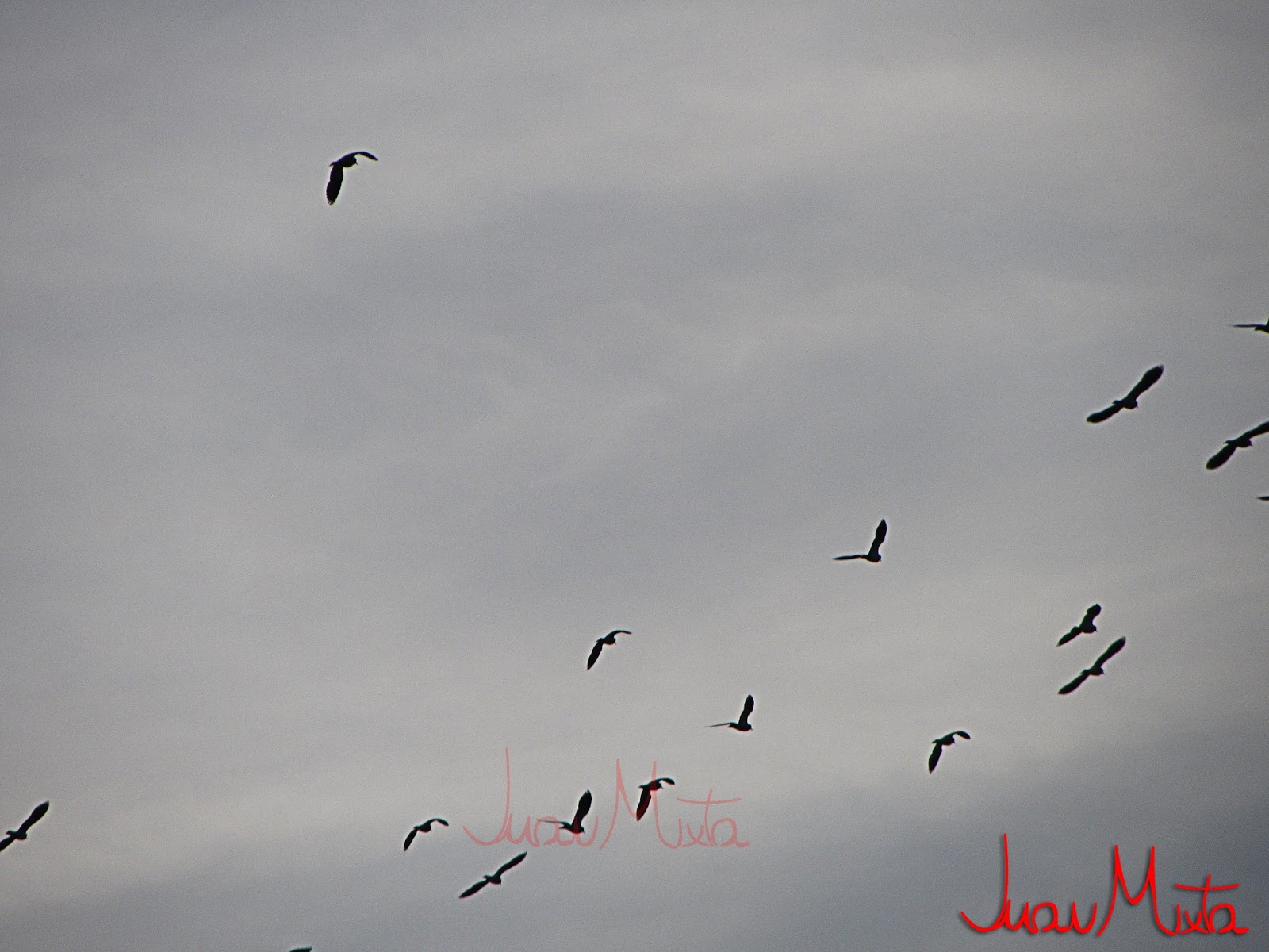 Imágenes de pajaros volando - Imagui