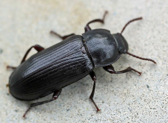 LOS INSECTOS: noviembre 2015