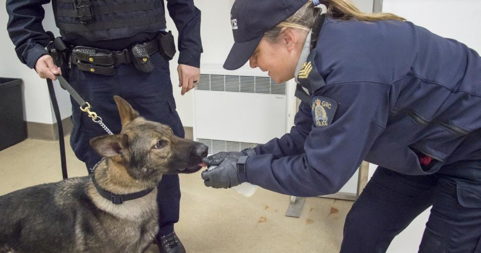 Paradigm InfoStream: INTERVIEW - Caroline Nadeau of the RCMP, Detecting ...