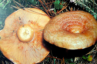 ENREDANDO NA WEB: noviembre 2012