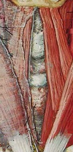 Técnica Vocal: INVESTIGACIÓN