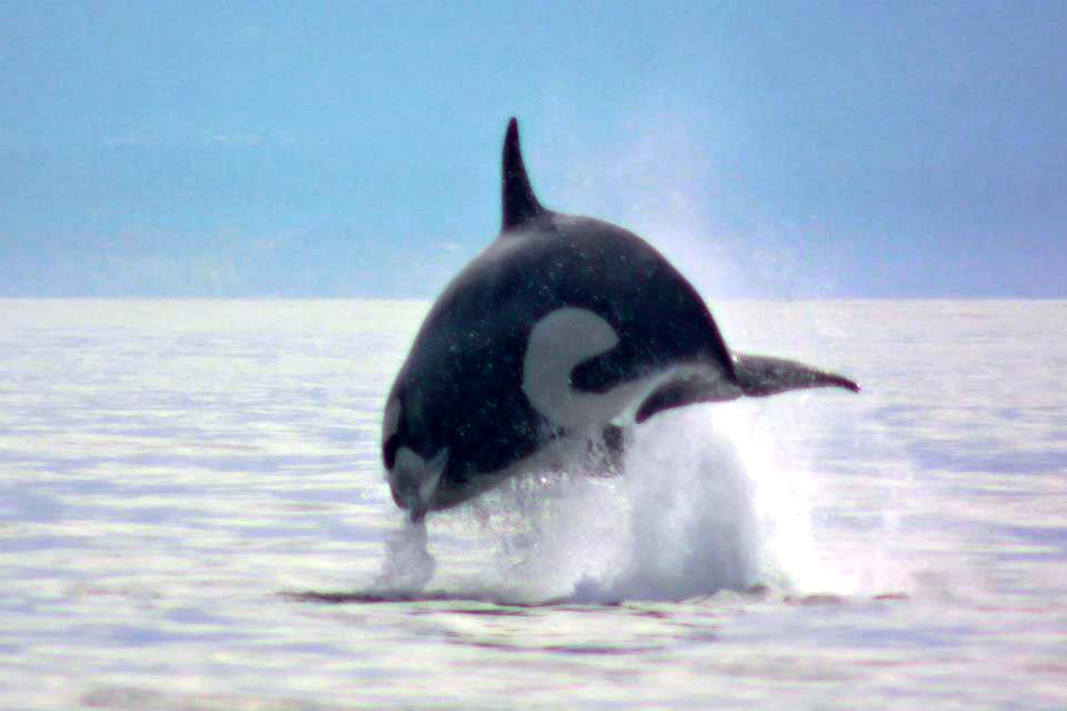 Orca Aware: Orcas of the World