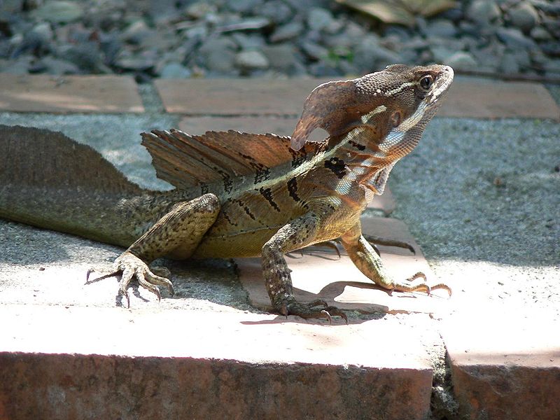 ECOSISTEMAS DE COSTA RICA: REPTILES