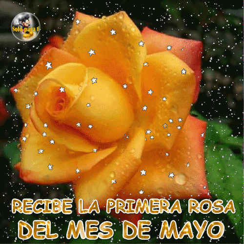 Solo para ti Pensamientos: RECIBE LA PRIMERA ROSA DEL MES DE MAYO.