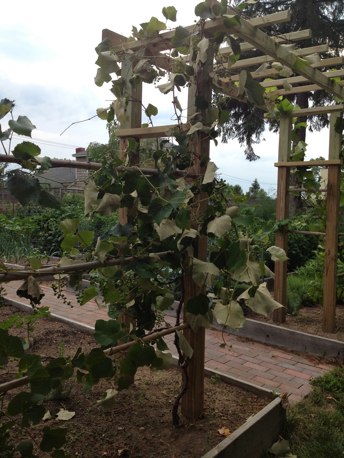Finishing the Grape Arbor