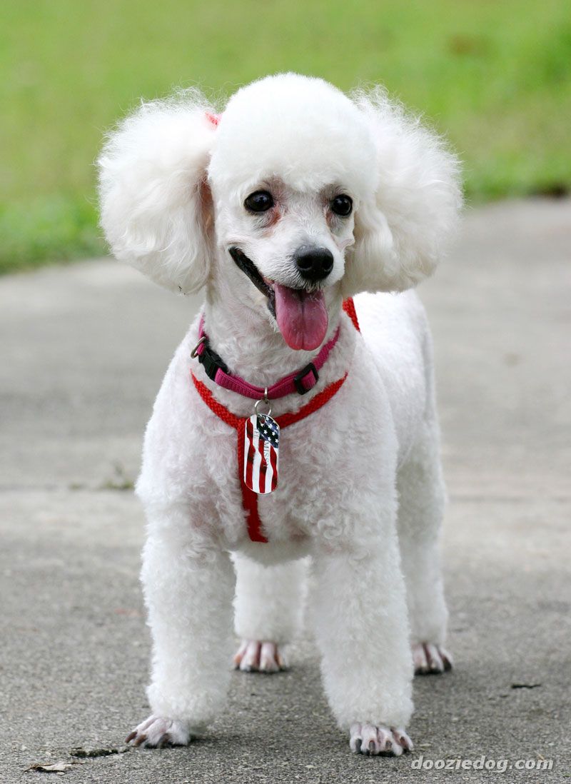 Tipos de corte de tosa em Poodle. | Fada dos Pets