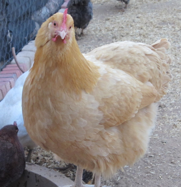 Animals And Birds: Chicken Hen Images 2011