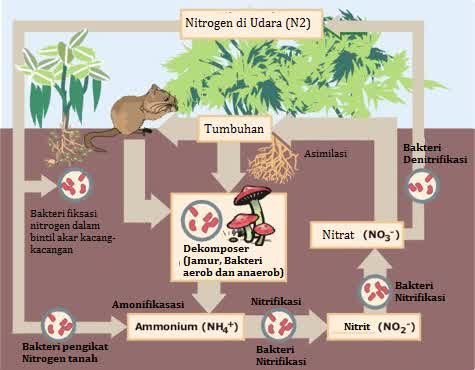 Berbagi Ilmu: Daur Nitrogen dan Penjelasannya