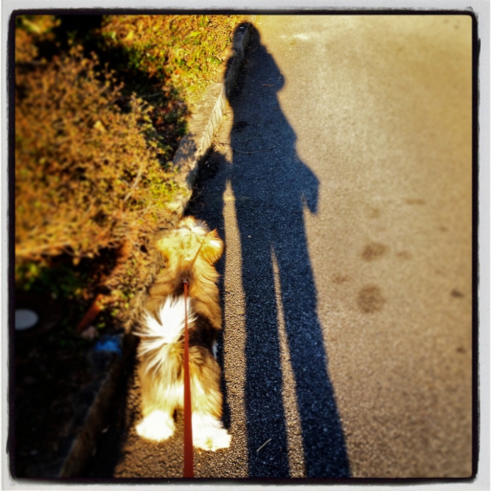 To Dog With Love: Wordless Wednesday: Me and My Shadow