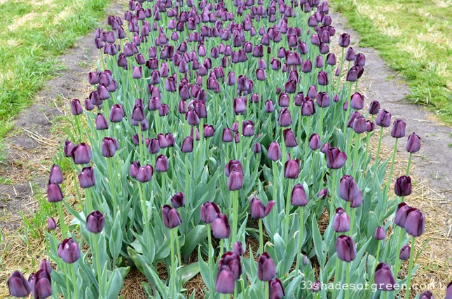 33 Shades of Green: A Walk Through the Tulips