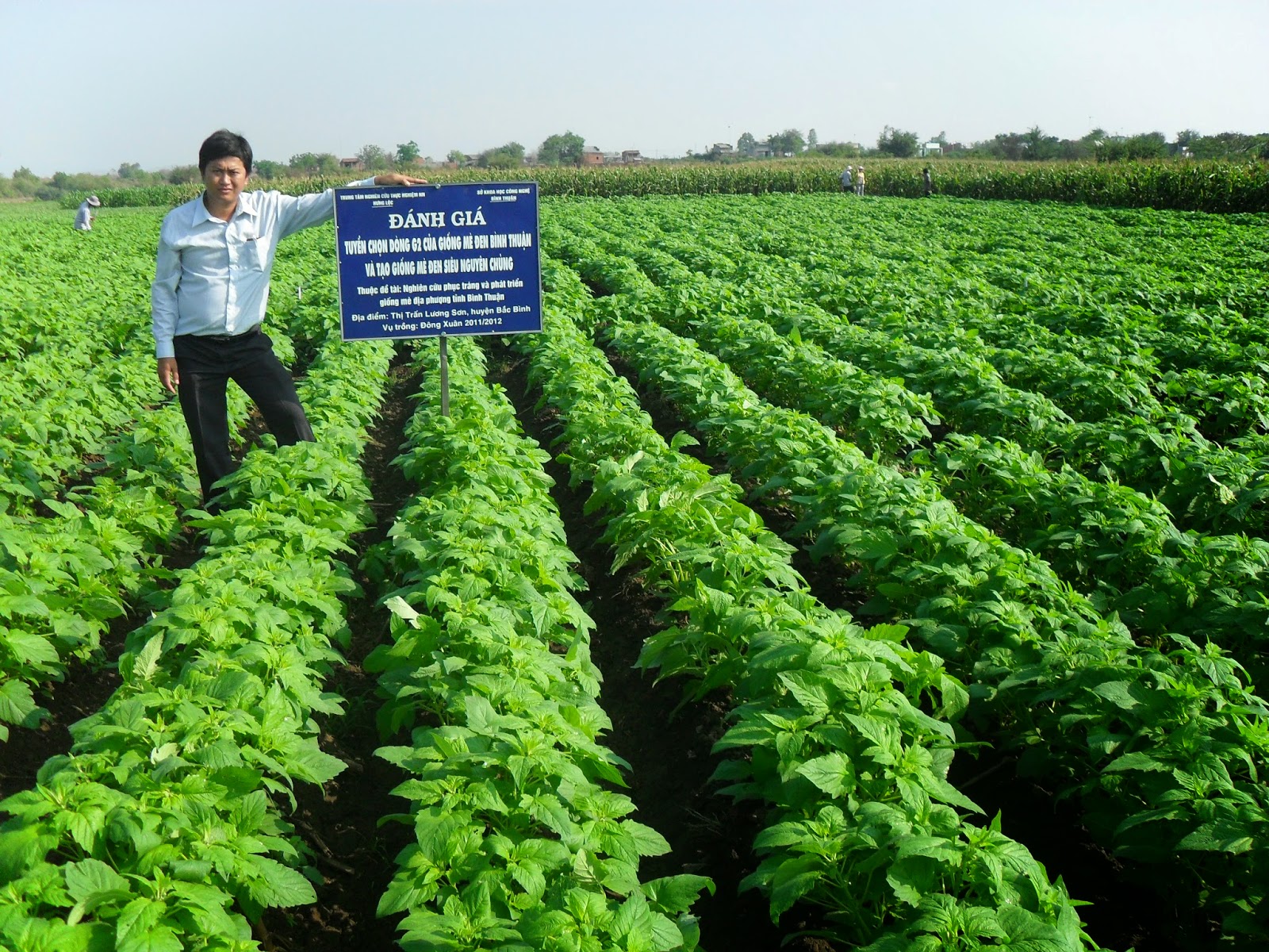 CÂY MÈ VIỆT NAM : GIỐNG MÈ ĐEN 2 VỎ BÌNH THUẬN