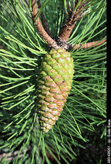 Hierbas con Poderes Mágicos: Pino (Pinus spp.)