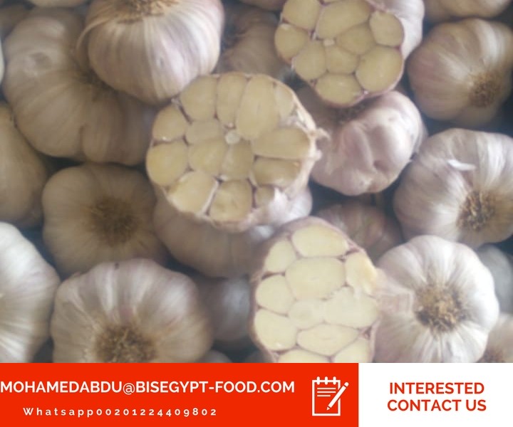 garlic suppliers in kenya