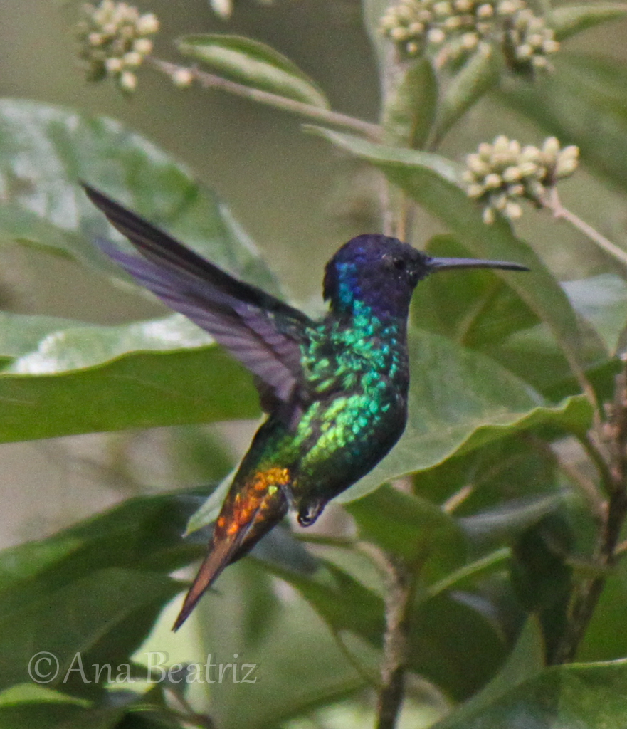 Aventura fotográfica: Colibri Cola de Oro (Golden-tailed Sapphire)