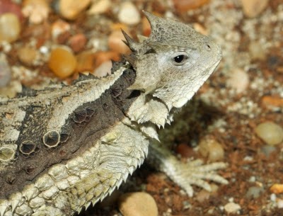 Sheila's World of Wildlife: The Horny Toad – A Blood Shooting Horned Lizard
