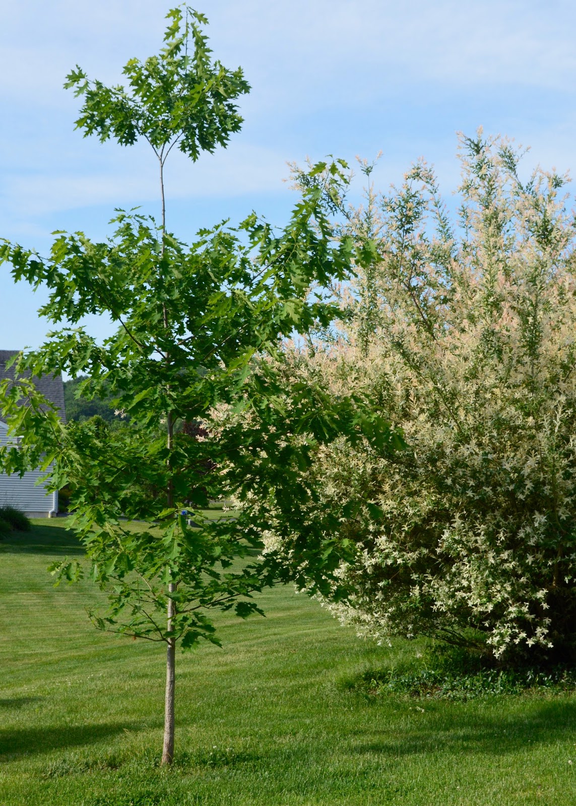 Plant Inventory at 20 Timothy : Quercus rubrum / Red Oak